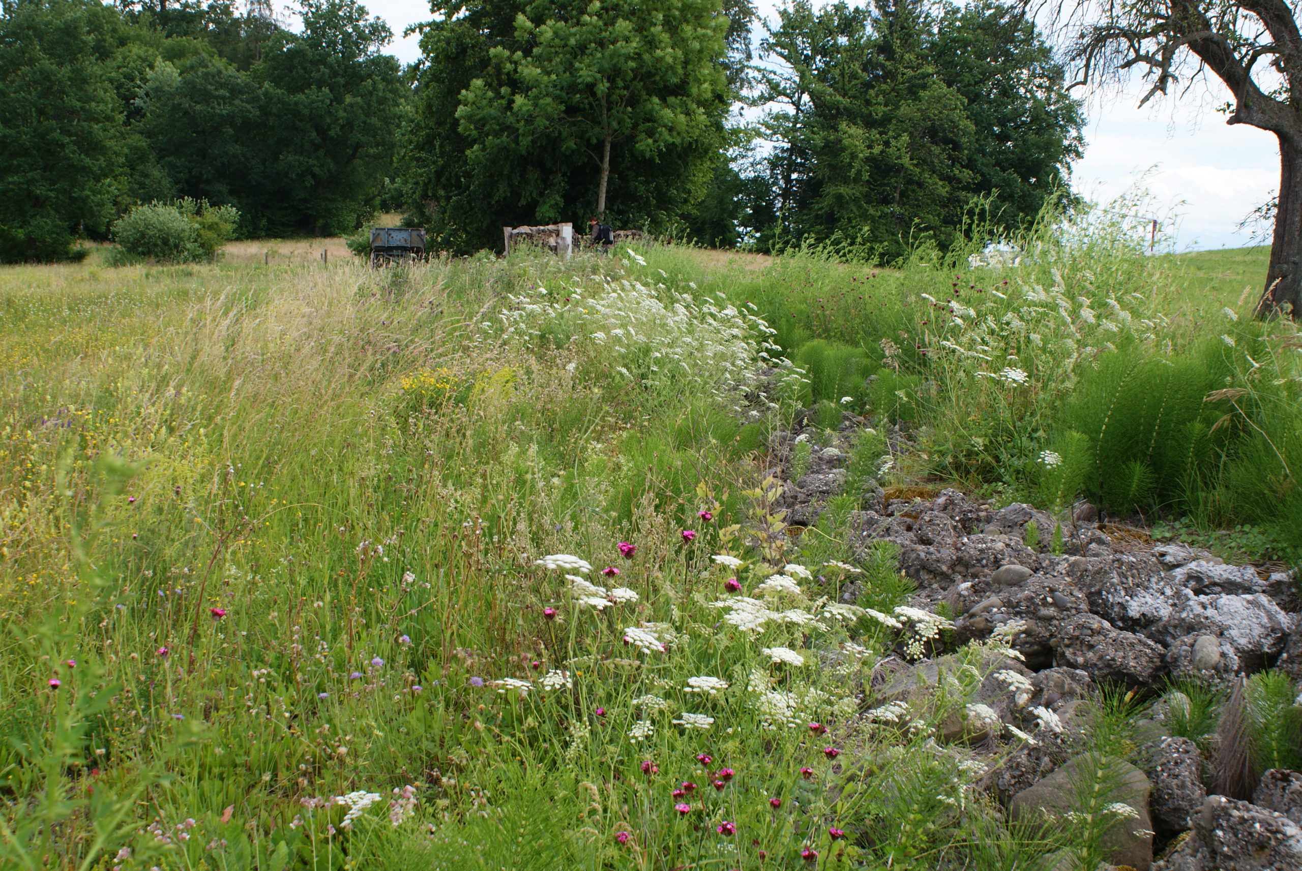 Artenreiche Wiesen und Saumstrukturen - Stiftung Wirtschaft und Ökologie